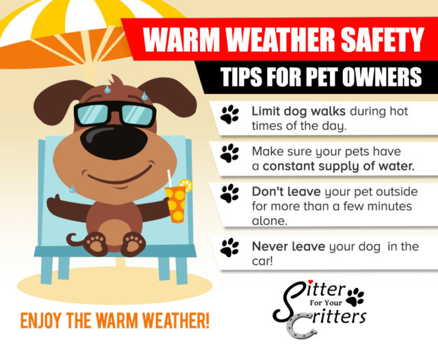 Summer Safety Tips For Dog Owners - A Must Read Guide - Pet Sitting ...
