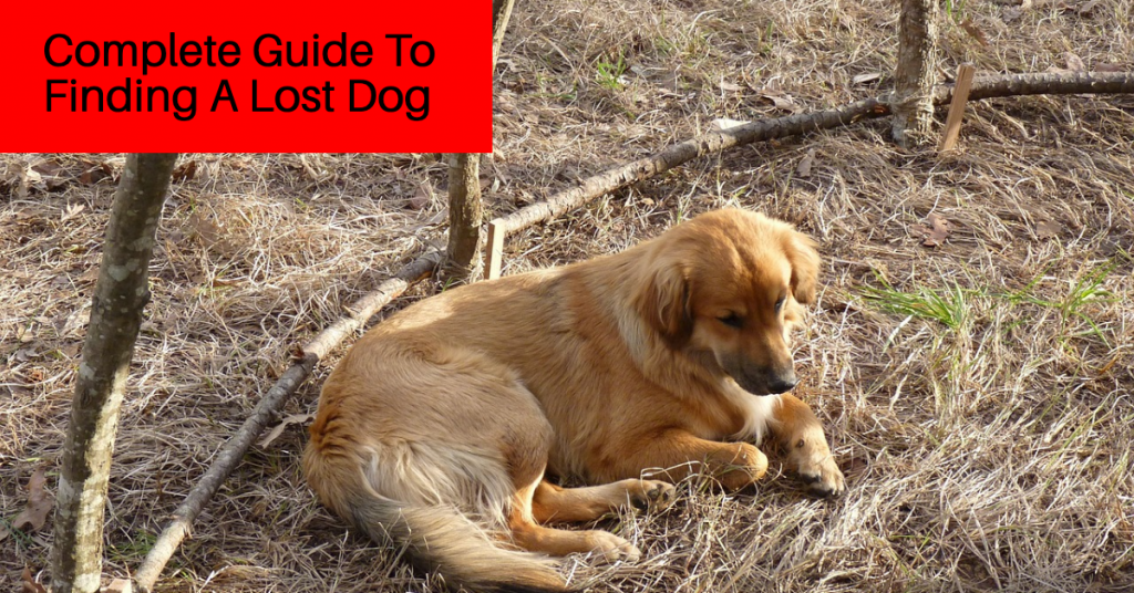 Find Lost Dog - Pet Sitting | Dog Walking