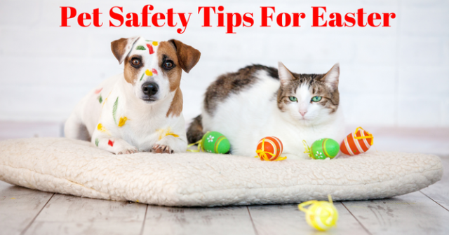 Easter Safety Tips For Pet Owners - Pet Sitting | Dog Walking